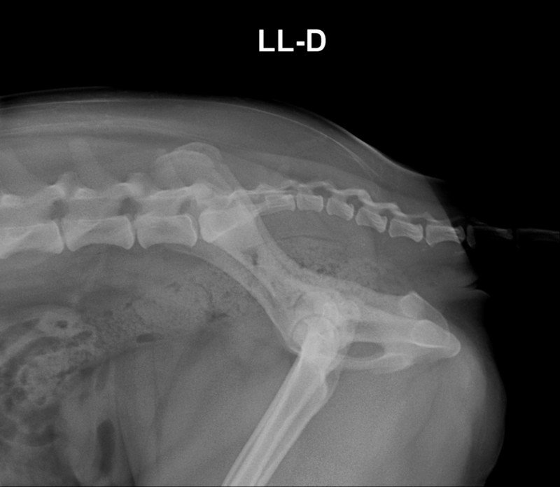 me ajude tratar do meu cachorro por favor | Vaquinhas online