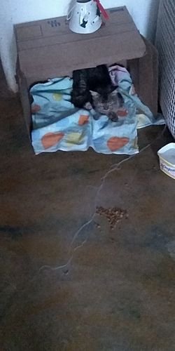 Ajuda para meu gato que precisa de uma amputação urgente | Vaquinhas online