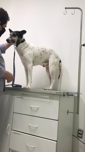 Vaquinha para a cirurgia de caudectomia do meu cachorro Sven ...