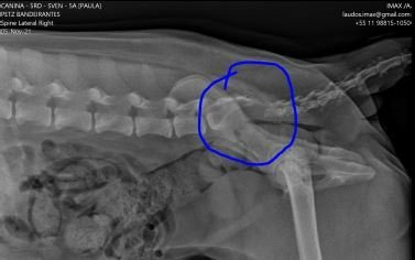 Vaquinha para a cirurgia de caudectomia do meu cachorro Sven ...