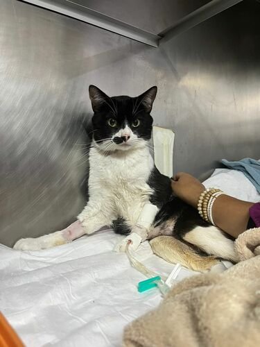 Ajude o Gatinho Paraplégico - Benjamin (Micóbio) | Vaquinhas online