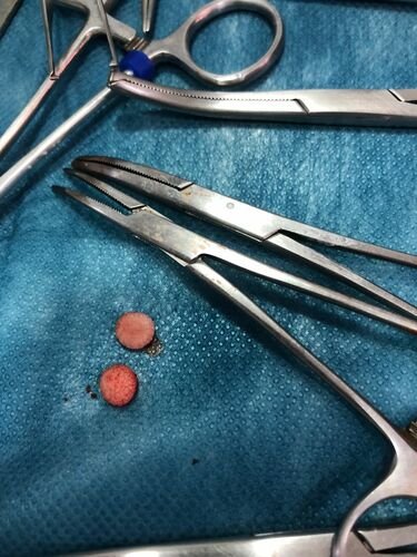 AJUDA GATA COM PROLAPSO | Vaquinhas online