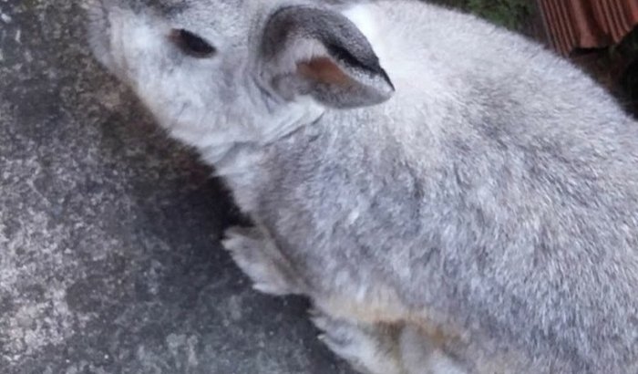 Vaquinha da cirurgia do colho | Vaquinhas online