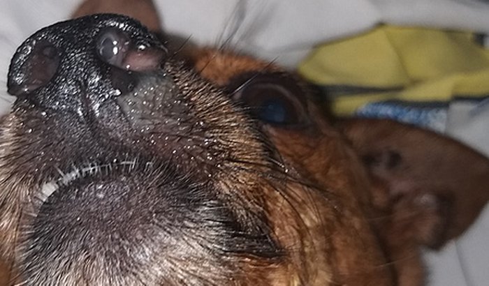 Pagar Tratamento De Quimioterapia Do Meu Cachorro Vaquinhas Online pagar-tratamento-de-quimioterapia-do-meu-cachorro-vaquinhas-online