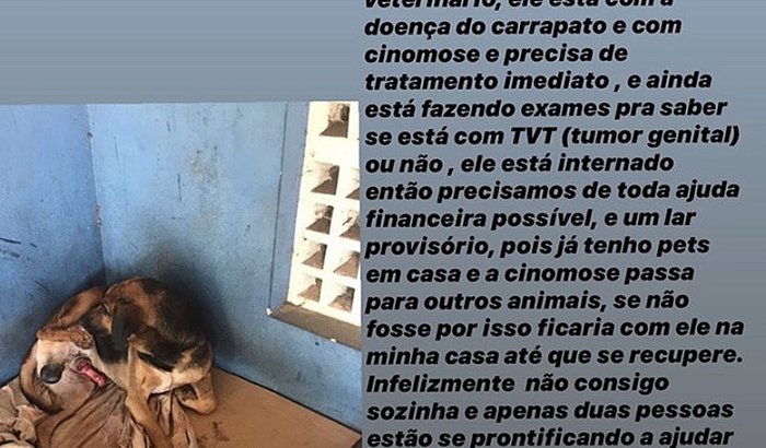 Vaquinha para cachorro Ade | Vaquinhas online