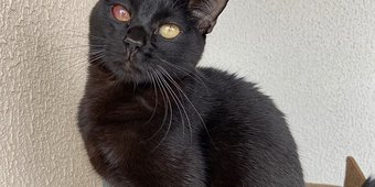 Ajude o João Honesto (Tratamento para PIF) | Vaquinhas online