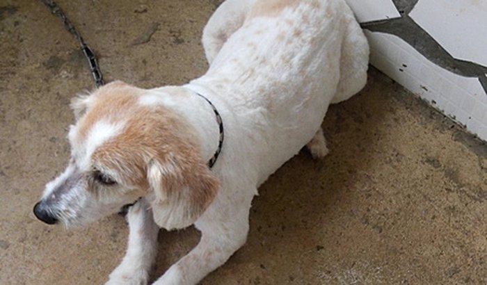 Ajuda | Vaquinhas online