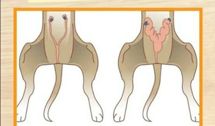 Cirurgia piometra | Vaquinhas online