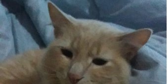 Teste de Felv pro Bino | Vaquinhas online