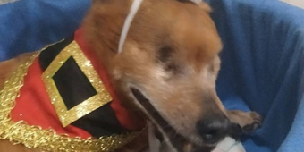 Ajudo o foguinho! | Vaquinhas online