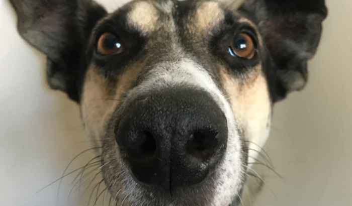 Vaquinha para a cirurgia de caudectomia do meu cachorro Sven ...