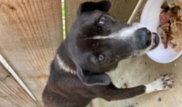 Ajude a Amélia | Vaquinhas online