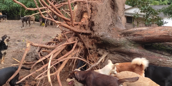 Acimentar nosso abrigo, a chuva destruiu tudo! | Vaquinhas online