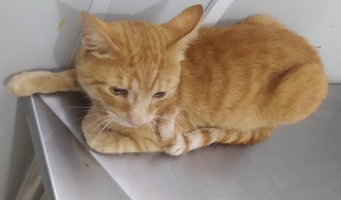 Nos ajude a ajudar o maylon | Vaquinhas online