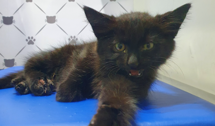 Gatinho bebê atropelado | Vaquinhas online