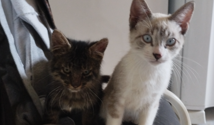 Tratamento dos Gatinhos | Vaquinhas online