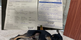 Cachorro atropelado - São Mateus ES | Vaquinhas online