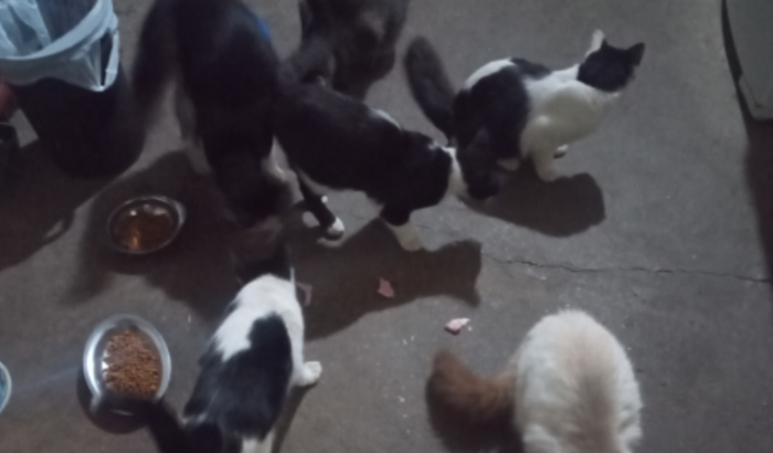 Ajuda para alimentar gatos abandonados | Vaquinhas online