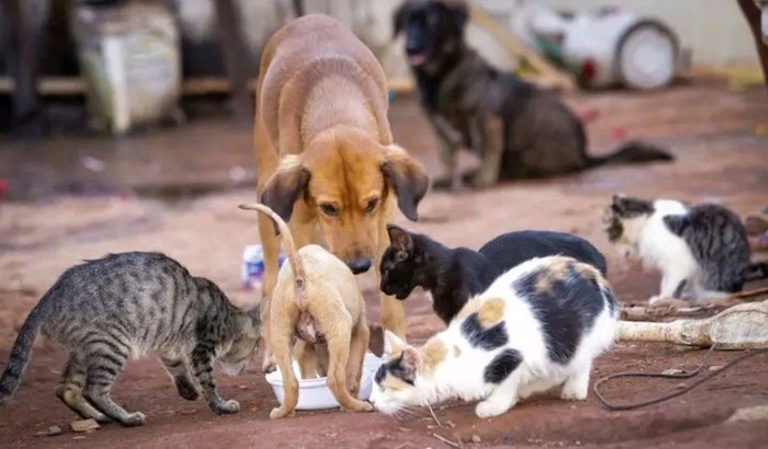 Ajuda para os Animais de Rua | Vaquinhas online