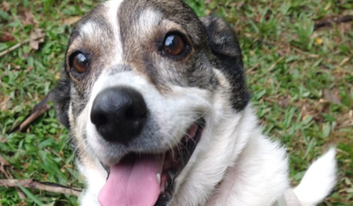 AJUDE A PITUCA | Vaquinhas online