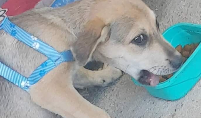 Cirurgia de pet | Vaquinhas online