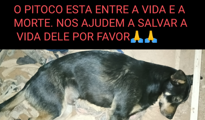 AJUDA PARA SALVAR A VIDA DO CACHORRO PITOCO | Vaquinhas online