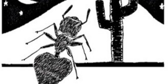 Formigas do Brasil Caatinga - 2022 | Vaquinhas online