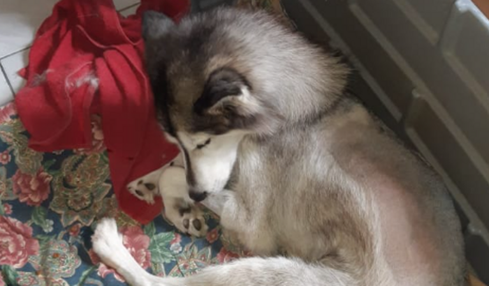 Cirurgia de descompressão de medula da Haylla e cuidados pós ...