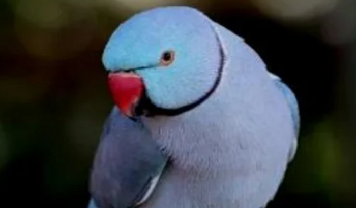 Spnho de criar um Ring Neck | Vaquinhas online