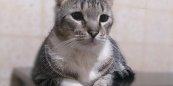 Procedimentos do Sherlock | Vaquinhas online