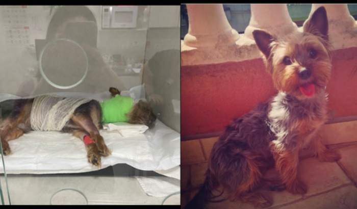 ME AJUDEM A SALVAR O COOKIE | Vaquinhas online