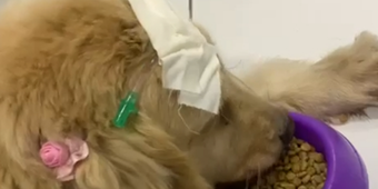 Precisamos Salvar nossa Golden Aylla | Vaquinhas online