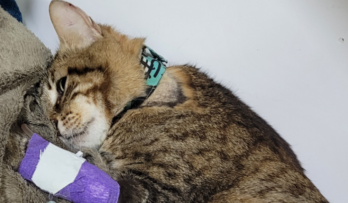 Ajuda para o tratamento do Aslan | Vaquinhas online