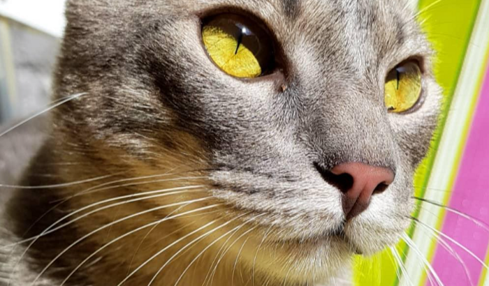 Turuk come to Dubai | Vaquinhas online