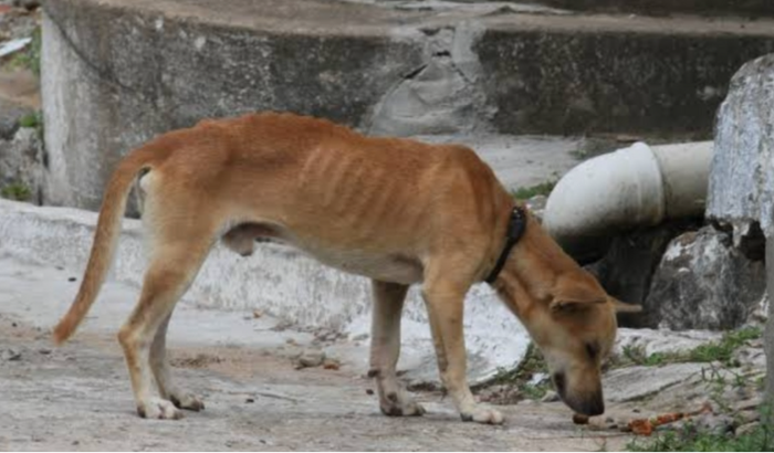 Ajude os animais de rua | Vaquinhas online