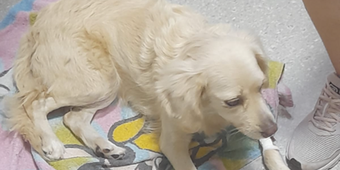 Ajuda para a família da Isabella pagar a conta do vet | Vaquinhas online