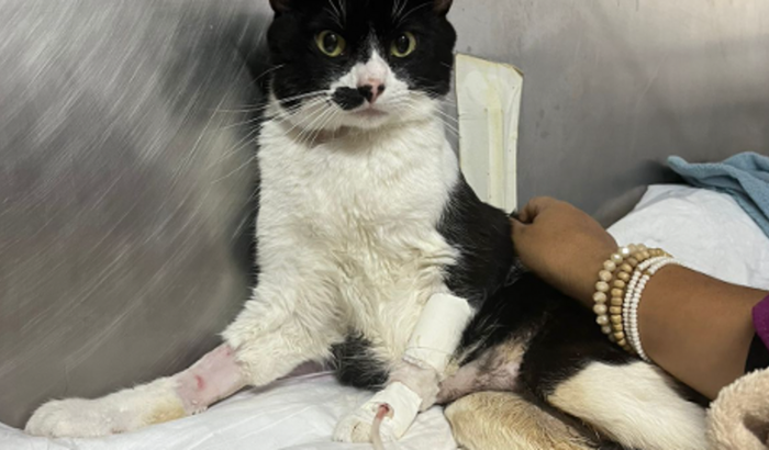 Ajude o Gatinho Paraplégico - Benjamin (Micóbio) | Vaquinhas online