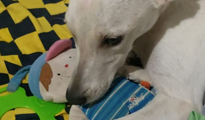 Cirurgia da Aylla | Vaquinhas online