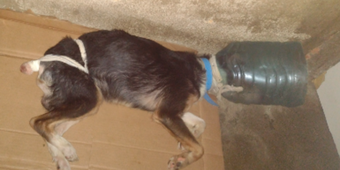 Cirurgia de caudectomia | Vaquinhas online