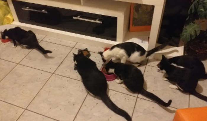 A casa dos 7 gatos | Vaquinhas online