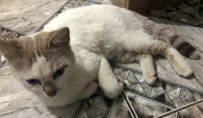 Cirurgia de caudectomia do Felix | Vaquinhas online