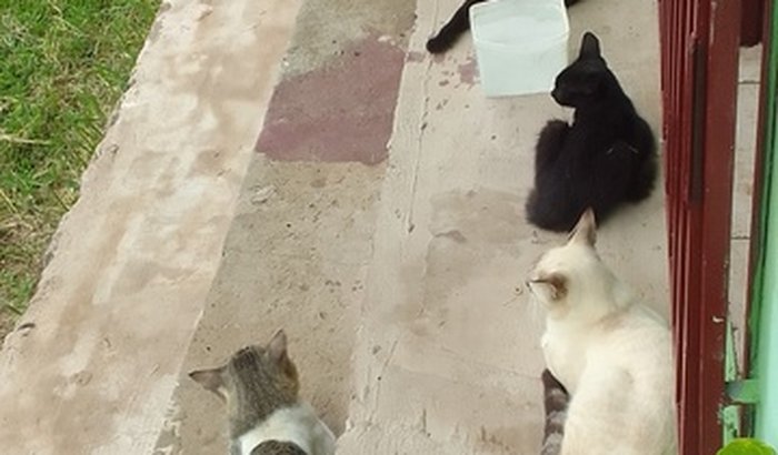 CUIDAR DOS ANIMAIS GATO E CACHORRO DE RUA | Vaquinhas online