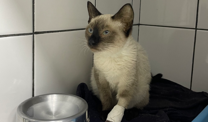 Nos ajudem a salvar a Sky | Vaquinhas online