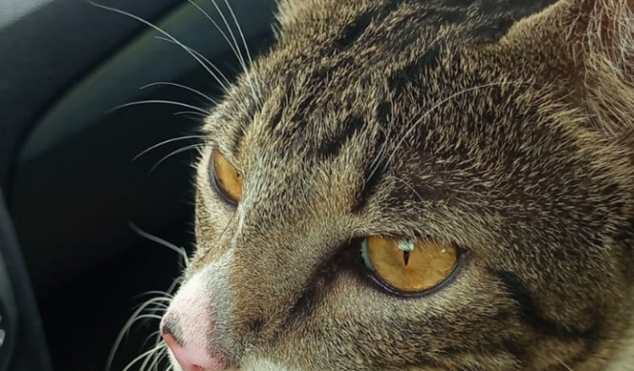 Ajuda o gatinho xinho que precisa de cirurgia | Vaquinhas online