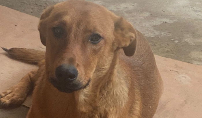 Cirurgia coluna Bira | Vaquinhas online