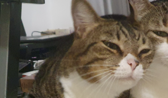 Internação e tratamento do Pacato | Vaquinhas online