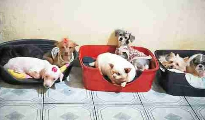 Vakinha dos idosinhos | Vaquinhas online