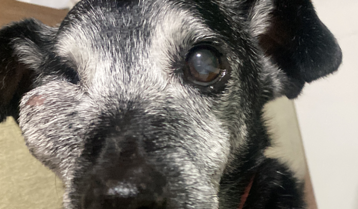 Cirurgia do Spayk | Vaquinhas online