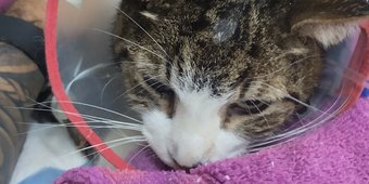 Shasta, meu gatinho, está mal do fígado. | Vaquinhas online