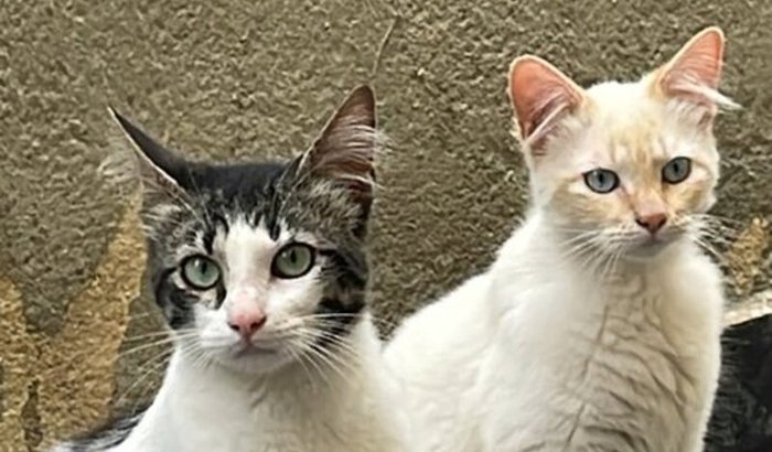 Cuidar para poder adotar Thor e Simba 💙🩵 | Vaquinhas online